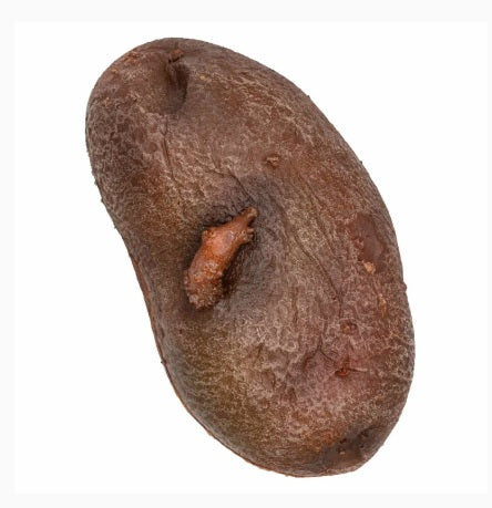 Throwing Potato set of 2 (La Patate) – LARP Gear